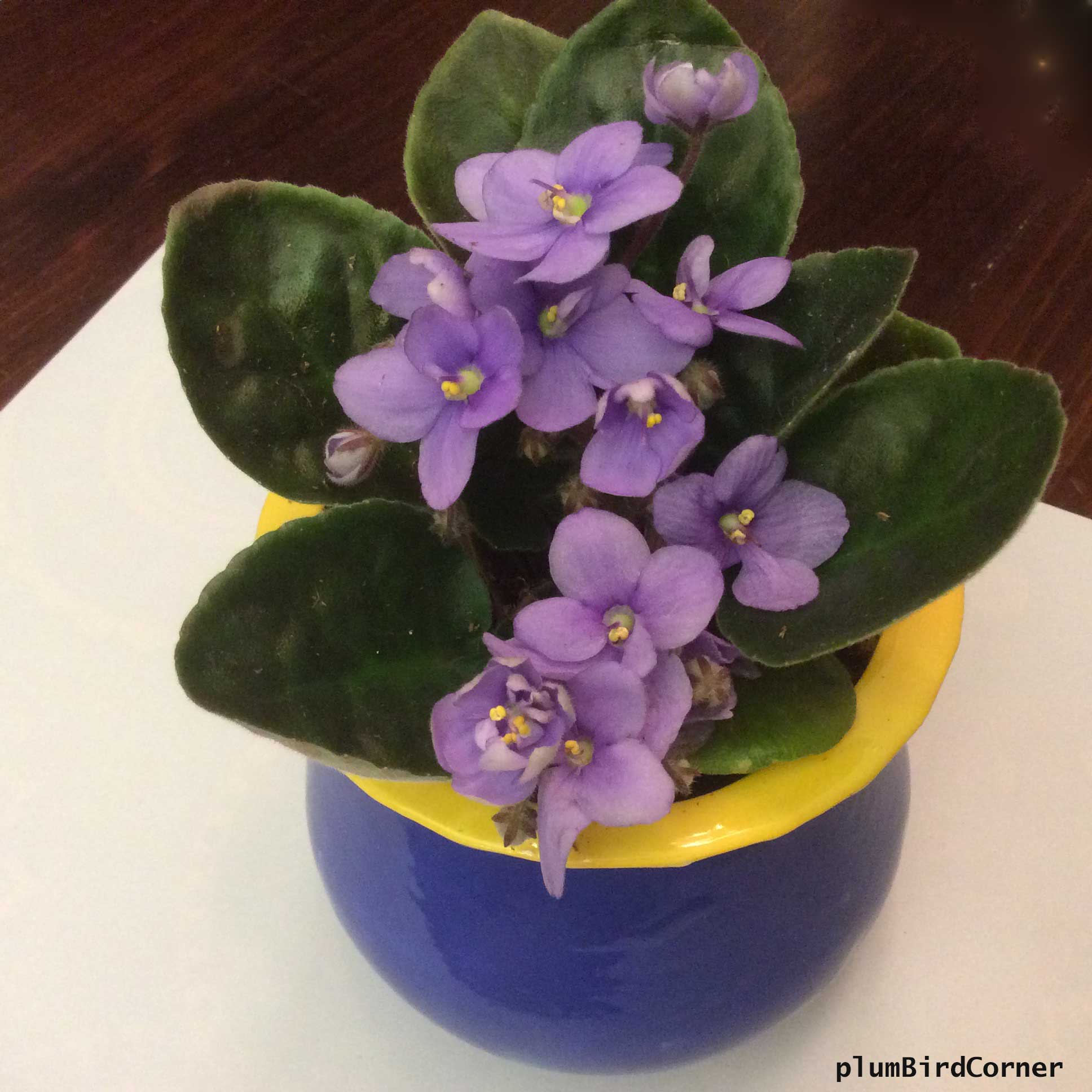 Ceramic African Violet Pot – Plum Bird Corner