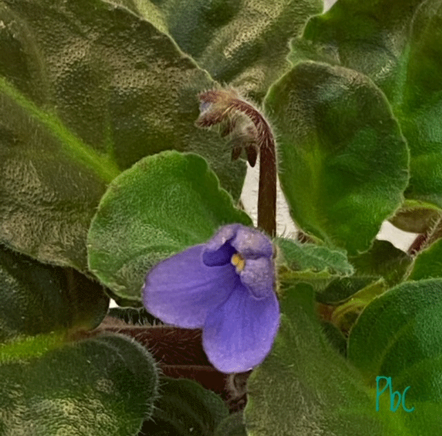 small-violet | Plum Bird Corner